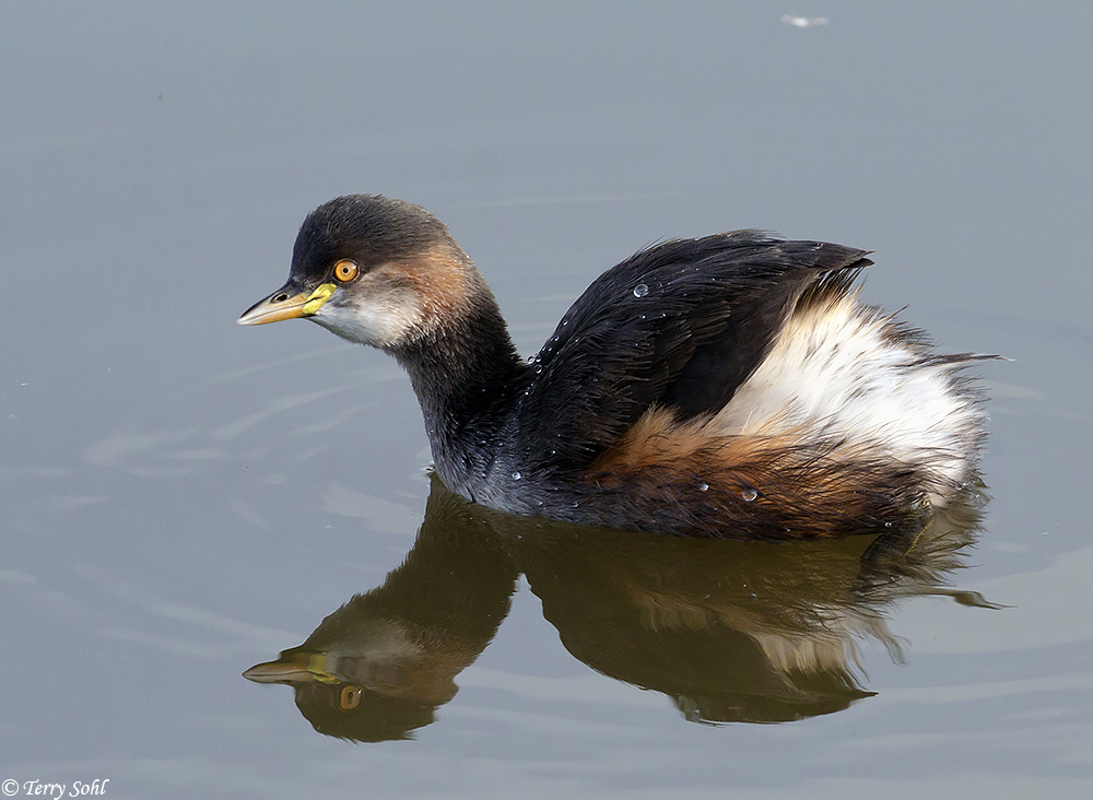 Australasian Grebe Photos - Photographs - Pictures
