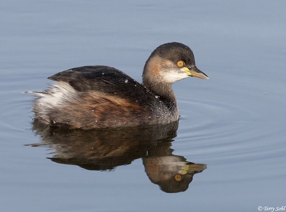 Australasian Grebe Photos - Photographs - Pictures