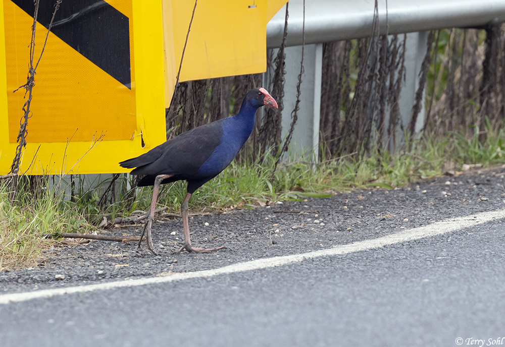 Australasian Swamphen Photos - Photographs - Pictures