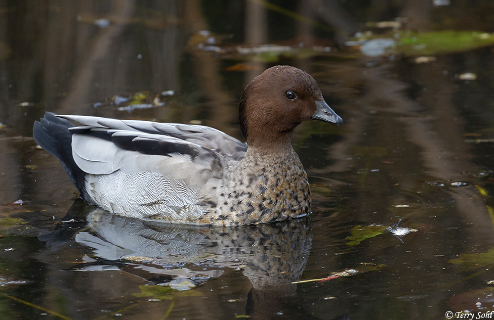 Australian Wood Duck (Maned Duck) Photos - Photographs - Pictures