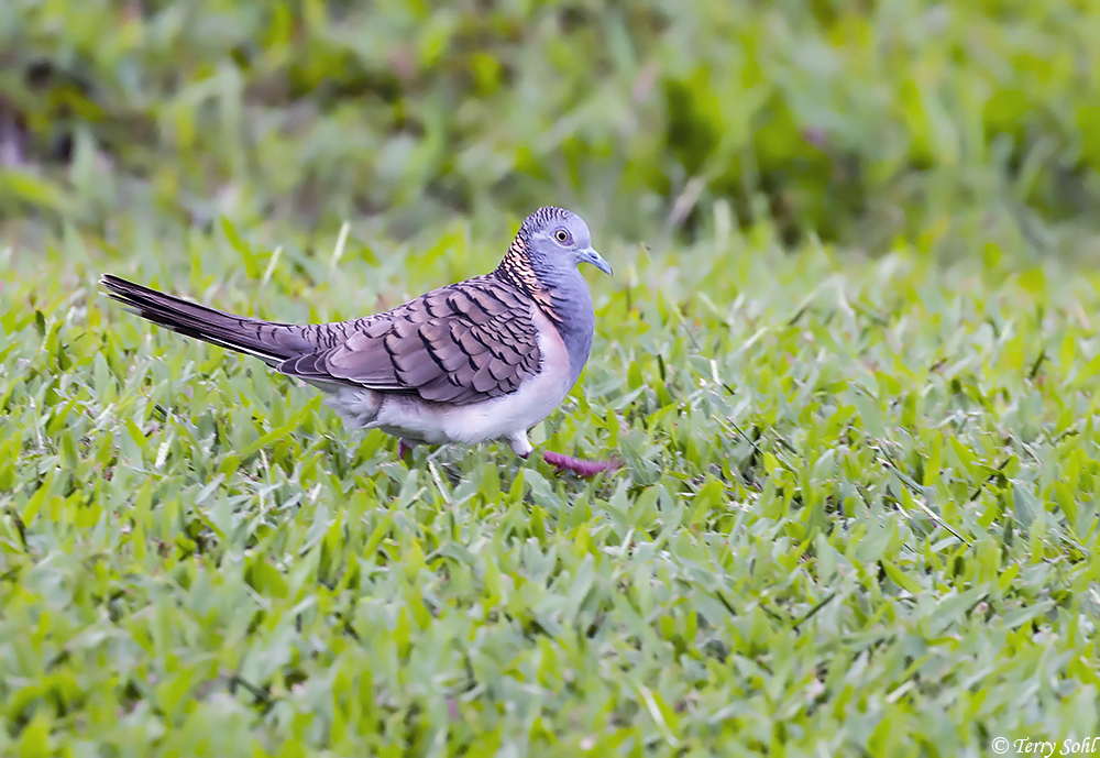 Bar-shouldered Dove Photos - Photographs - Pictures