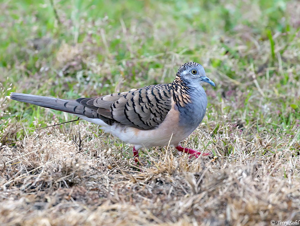 Bar-shouldered Dove Photos - Photographs - Pictures