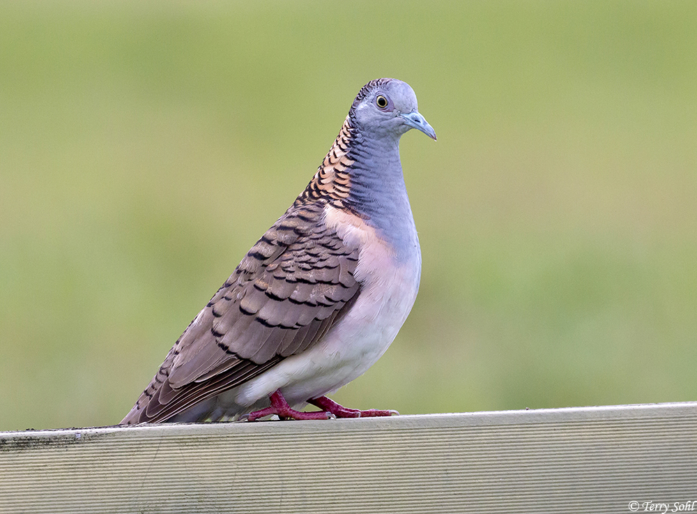 Bar-shouldered Dove Photos - Photographs - Pictures