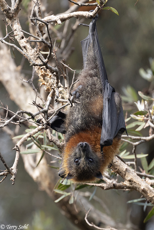 Grey-headed Flying Fox Photos - Photographs - Pictures