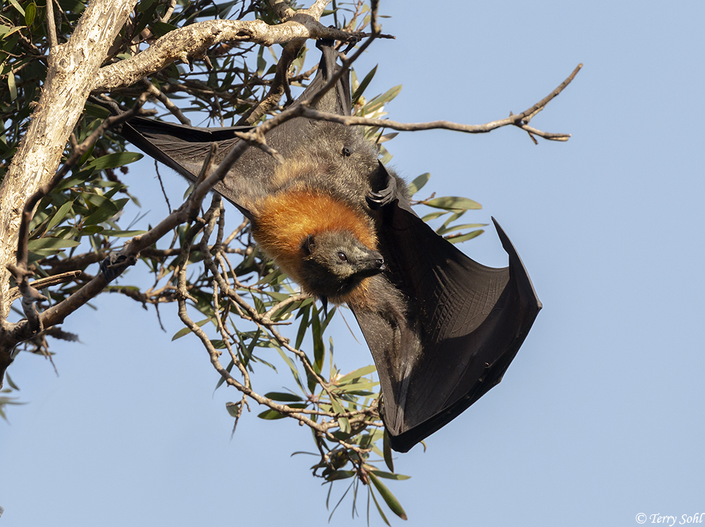 Grey-headed Flying Fox Photos - Photographs - Pictures