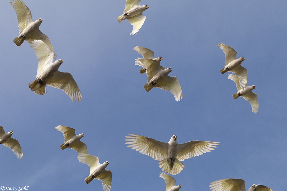 Long-billed Corella Photos - Photographs - Pictures