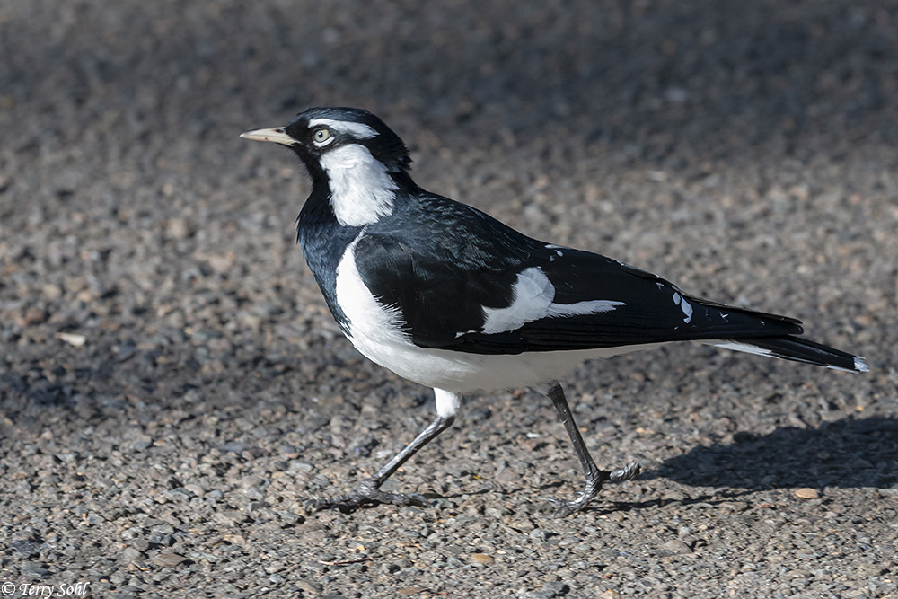 Magpie Lark Photos - Photographs - Pictures