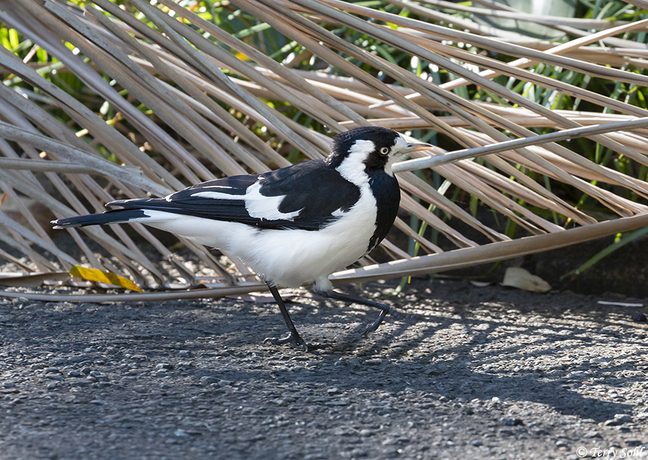 Magpie Lark Photos - Photographs - Pictures