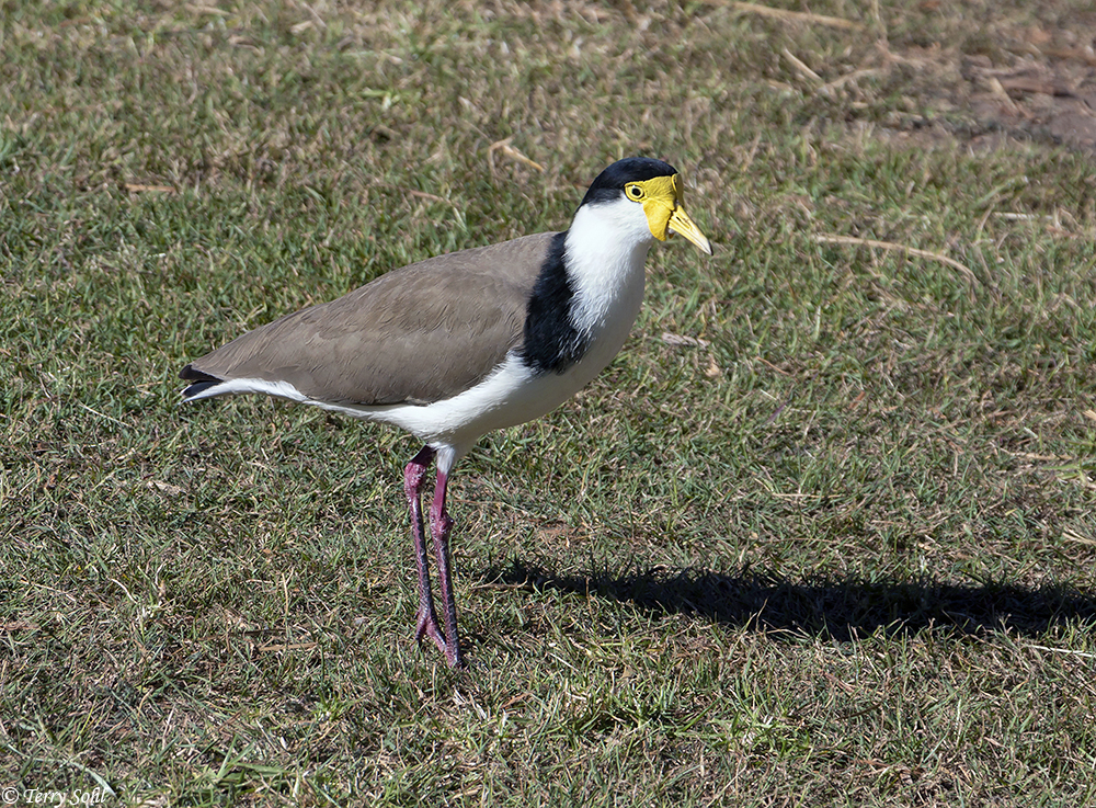 Masked Lapwing Photos - Photographs - Pictures
