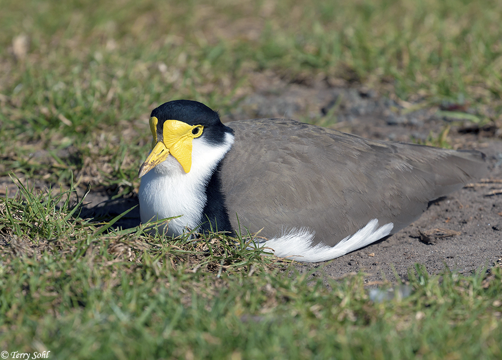 Masked Lapwing Photos - Photographs - Pictures