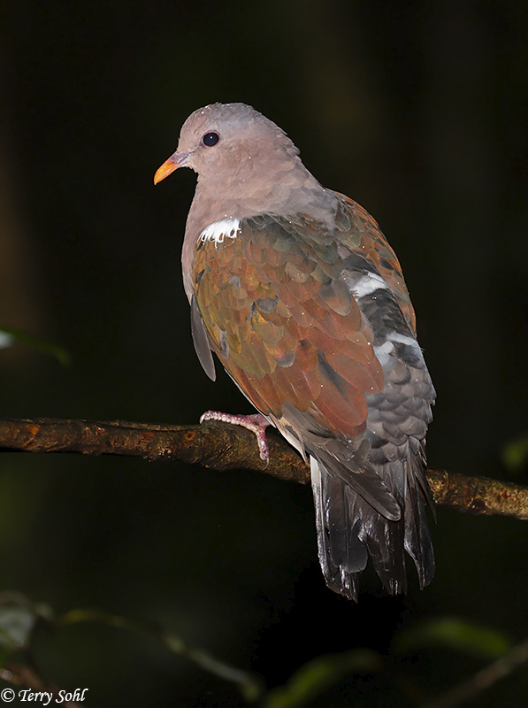 Pacific Emerald Dove Photos - Photographs - Pictures