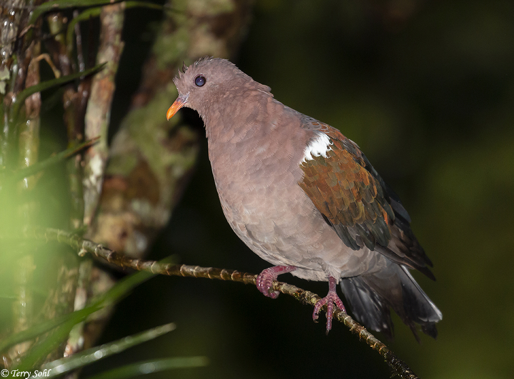 Pacific Emerald Dove Photos - Photographs - Pictures