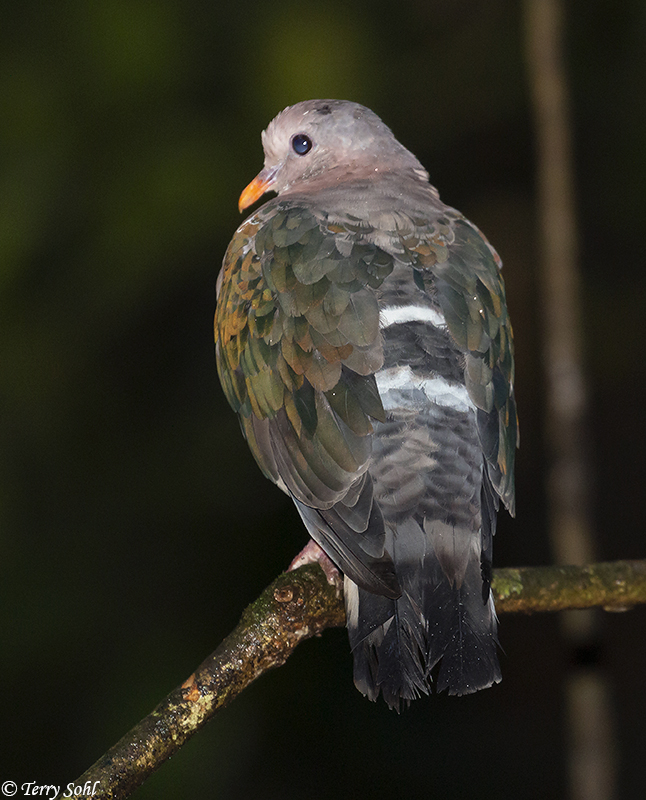Pacific Emerald Dove Photos - Photographs - Pictures
