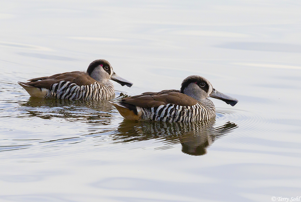 Pink-eared Duck Photos - Photographs - Pictures