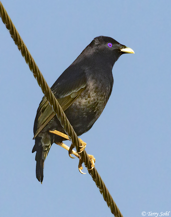 Satin Bowerbird Photos - Photographs - Pictures