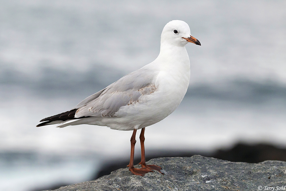 Silver Gull Photos - Photographs - Pictures