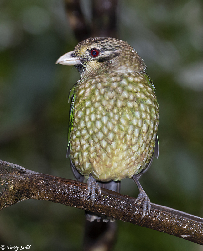 Spotted Catbird Photos - Photographs - Pictures