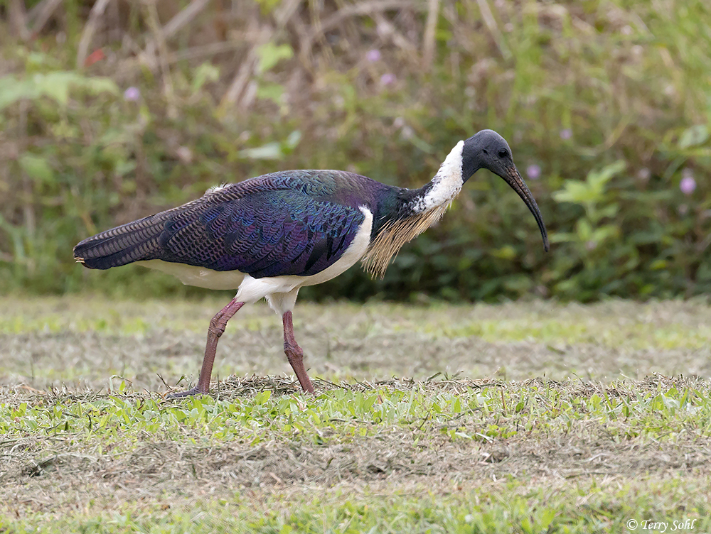 Straw-necked Ibis Photos - Photographs - Pictures