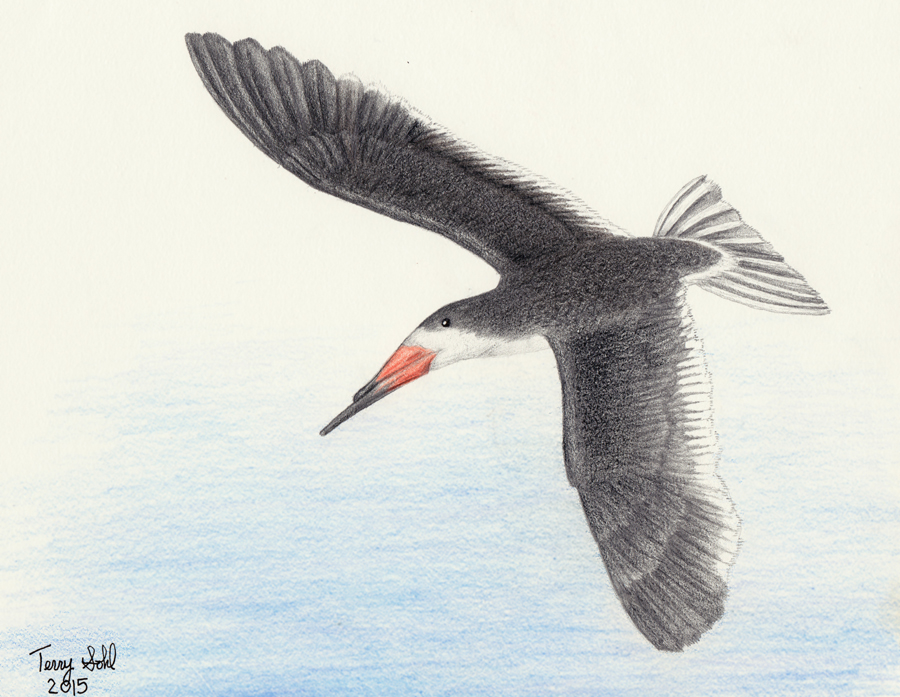 Black Skimmer - Drawing by Terry Sohl