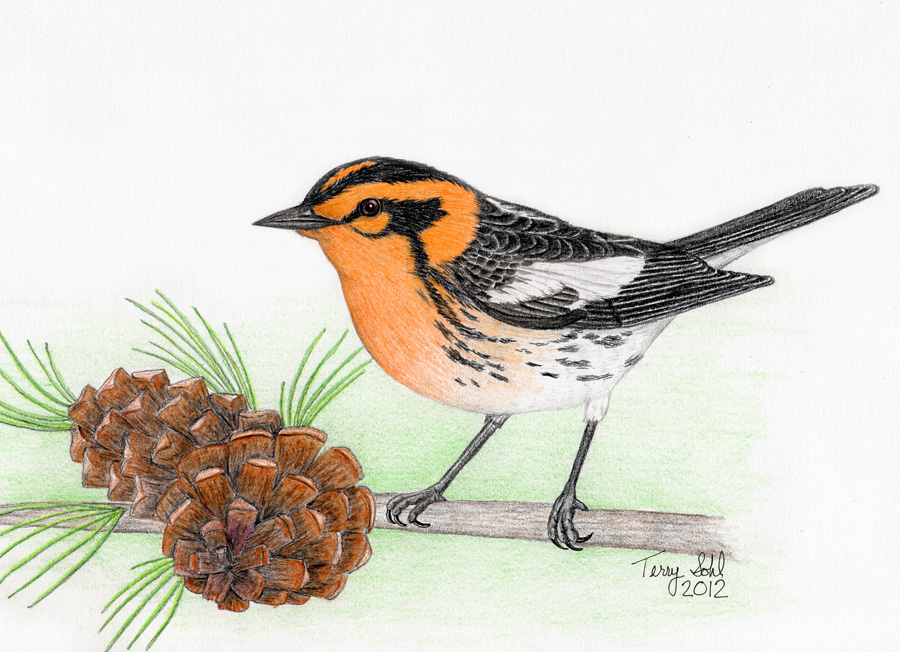 Blackburnian Warbler Drawing