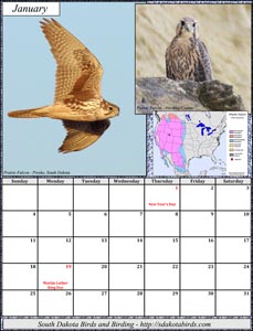Free 2017 Bird Photo Calendar by Terry Sohl