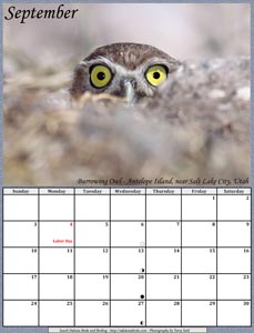 Free 2017 Bird Photo Calendar by Terry Sohl