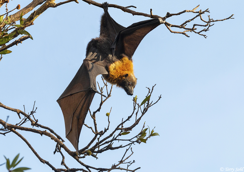 Australian Flying Fox Skeleton