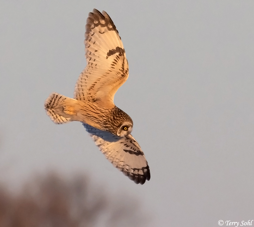 Short-eared Owl - Asio flammeus- Photograph