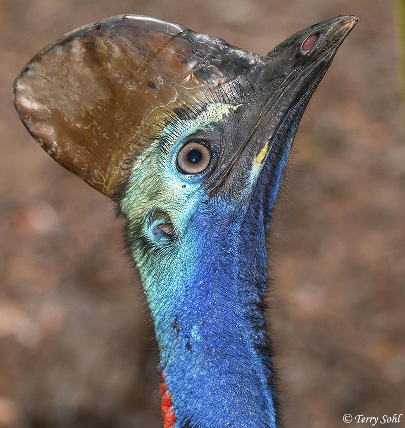Sourthern Cassowary - Casuarius casuarius- Photograph