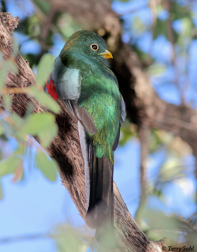 Elegant Trogon - Trogon elegans - Photograph
