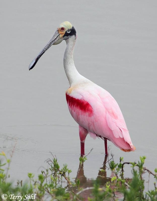 Roseate Spoonbill - Platalea ajaja - Photograph