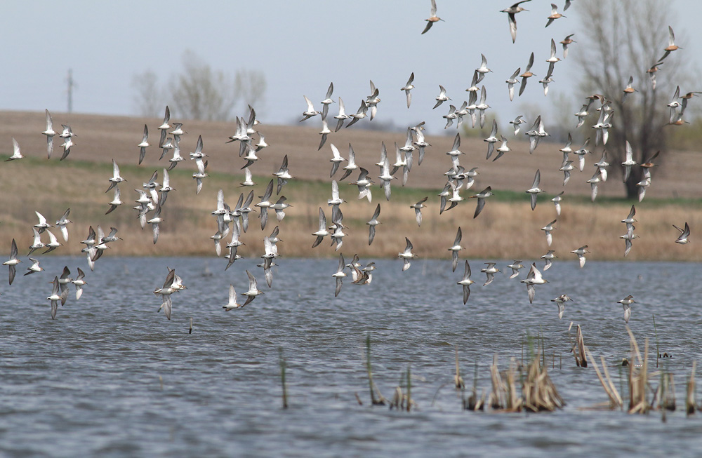 Birding Weisensee Slough - Western Minnehaha County