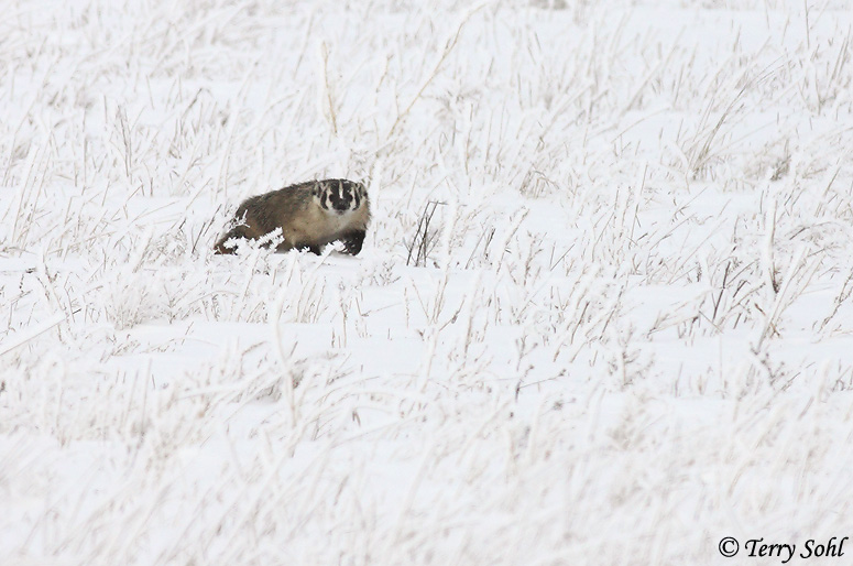 American Badger Photo - Photograph - Picture