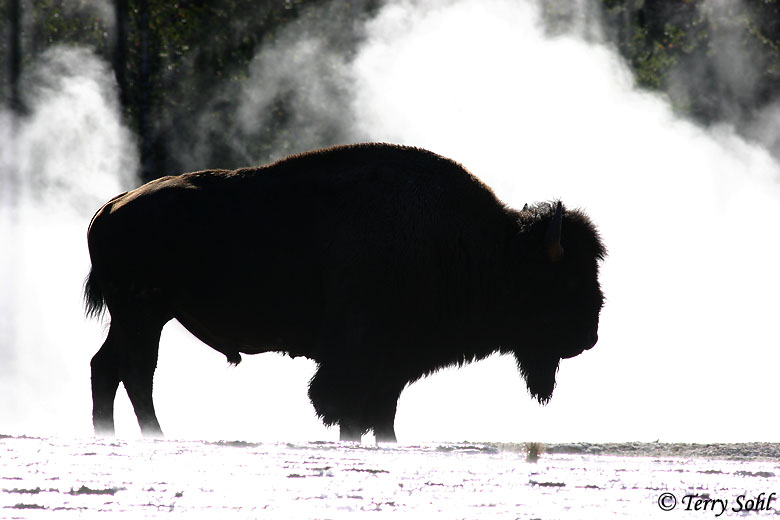 American Bison ("Buffalo") Photos - Photographs - Pictures
