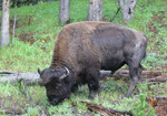 American Bison ("Buffalo") Photos - Photographs - Pictures