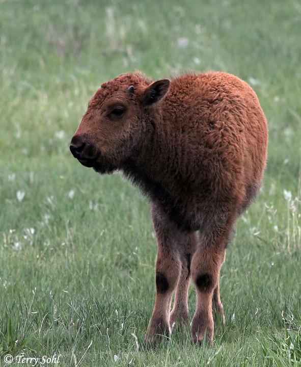 American Bison ("Buffalo") Photos - Photographs - Pictures