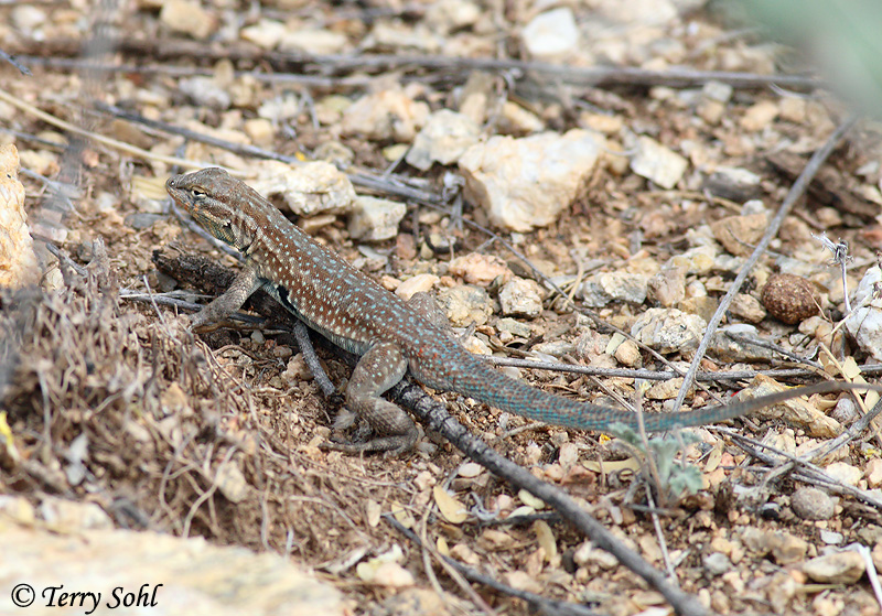 Common Side-blotched Lizard Photos - Photographs - Pictures