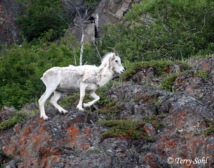 Dall Sheep Photo - Photograph - Picture