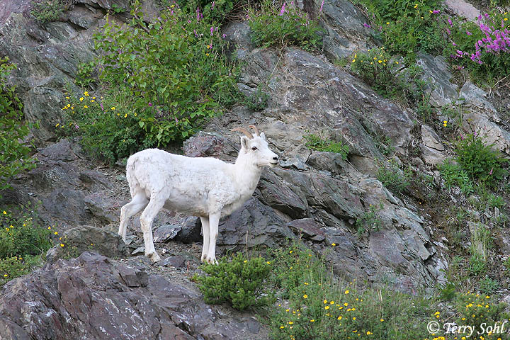 Dall Sheep Photo - Photograph - Picture
