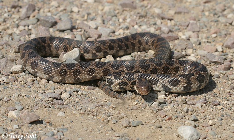 Fox Snake Photo - Photograph - Picture