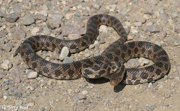 Fox Snake Photo - Photograph - Picture