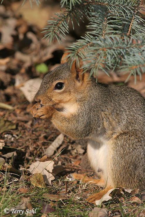 Fox Squirrel Photo - Photograph - Picture