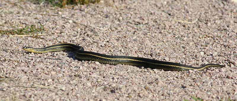 Plains Garter Snake Photos - Photographs - Pictures