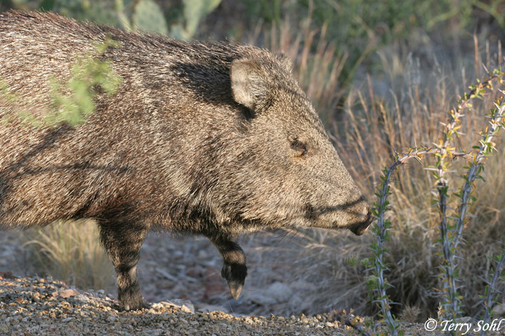Javelina (Peccary) Photo - Photograph - Picture