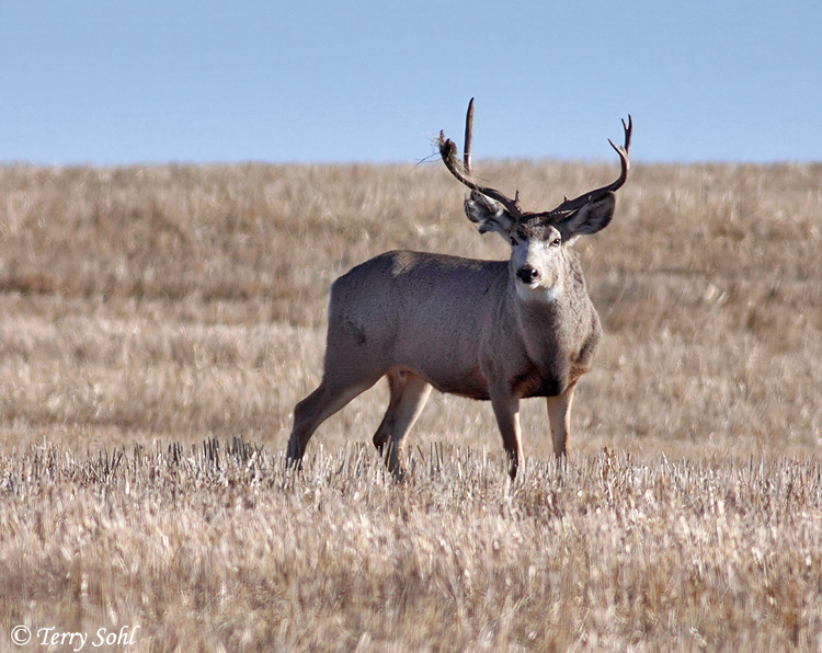 Mule Deer Photo - Photograph - Picture