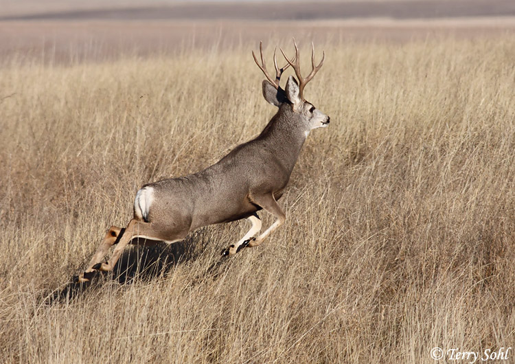 Mule Deer Photo - Photograph - Picture