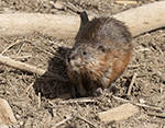 Muskrat Photos - Photographs - Pictures