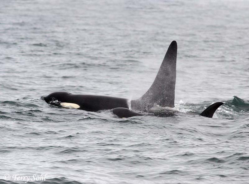 Orca (Killer Whale) Photos - Photographs - Pictures