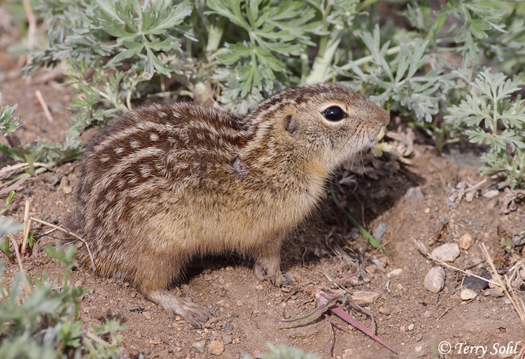 Thirteen-lined Ground Squirrel Photos - Photographs - Pictures