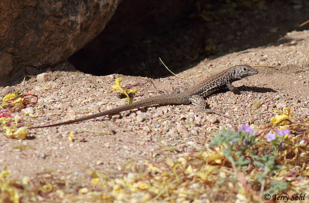 Tiger Whiptail (Lizard) Photo - Photograph - Picture